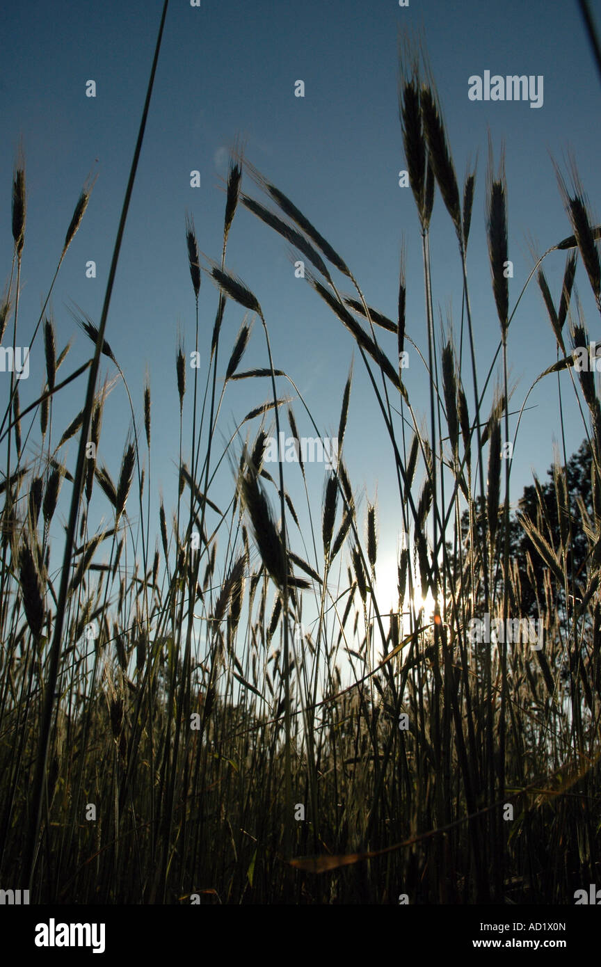 Rye field in Poland Stock Photo - Alamy