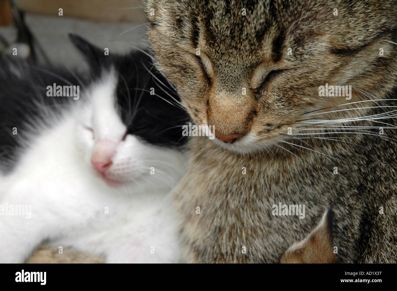 Cat mother with her kittens Stock Photo - Alamy