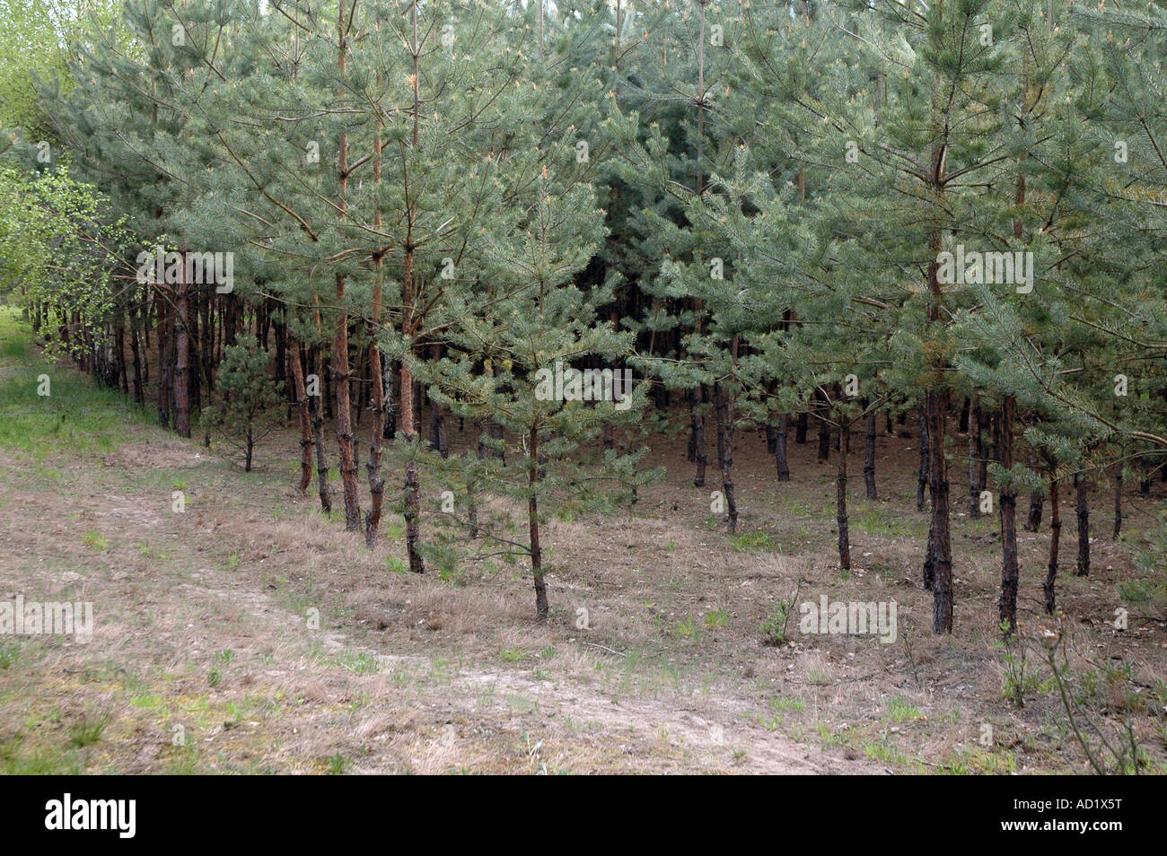 Young pine trees grove in Poland Stock Photo - Alamy