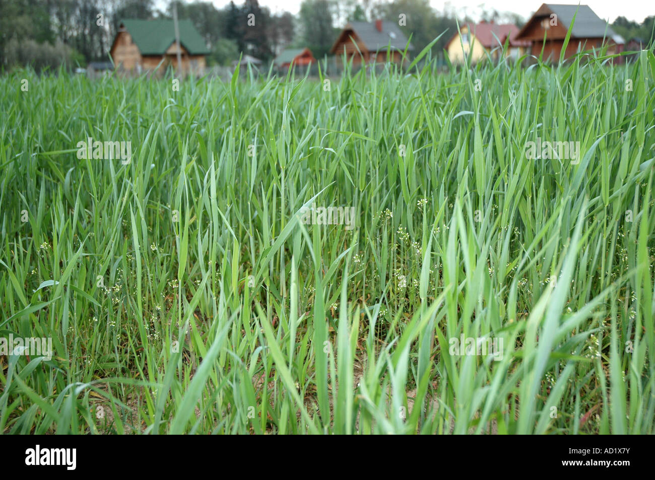 Field of young rye in Poland Stock Photo - Alamy