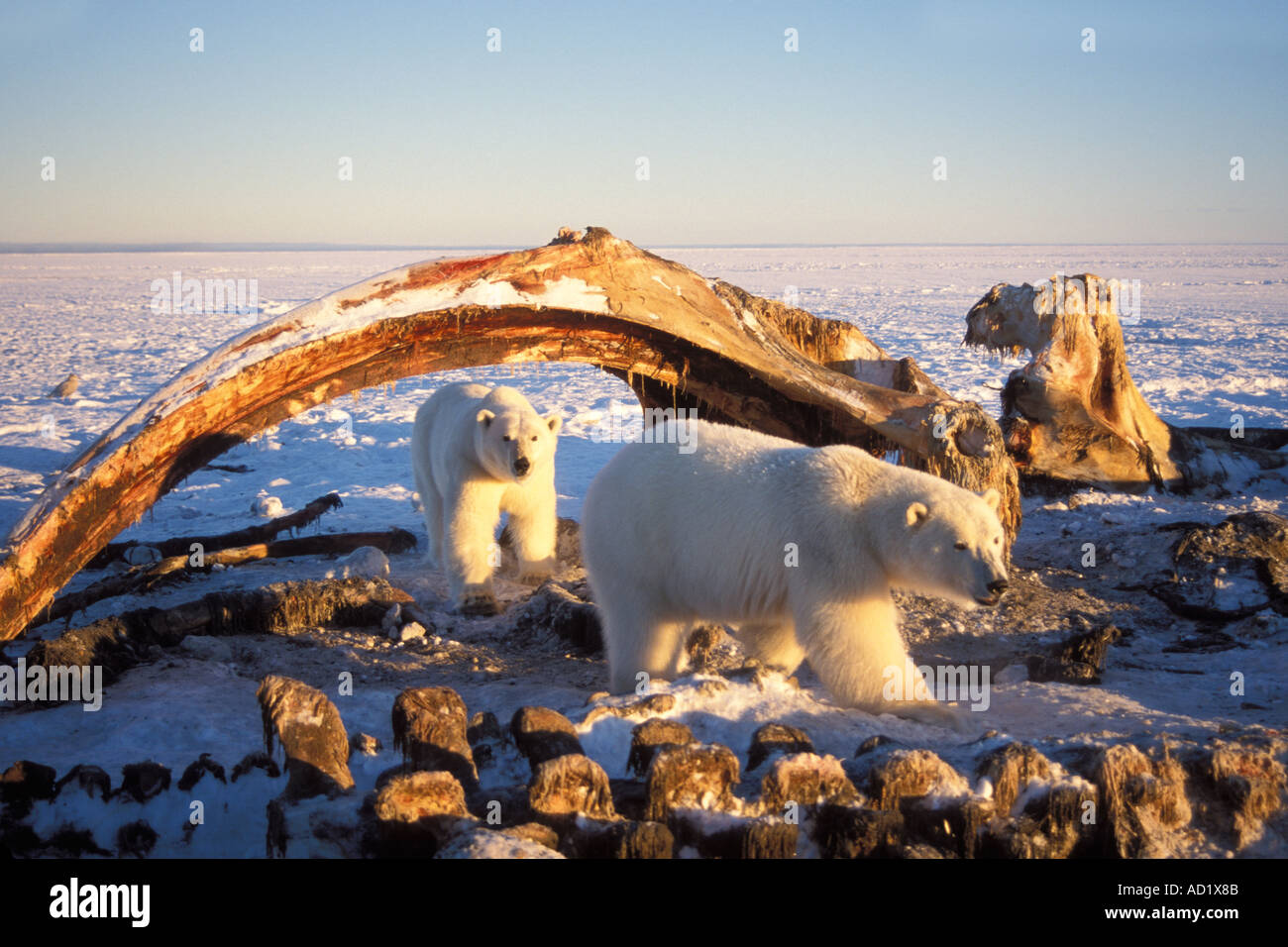 polar bears Ursus maritimus scavenging on bowhead whale carcass Balaena ...