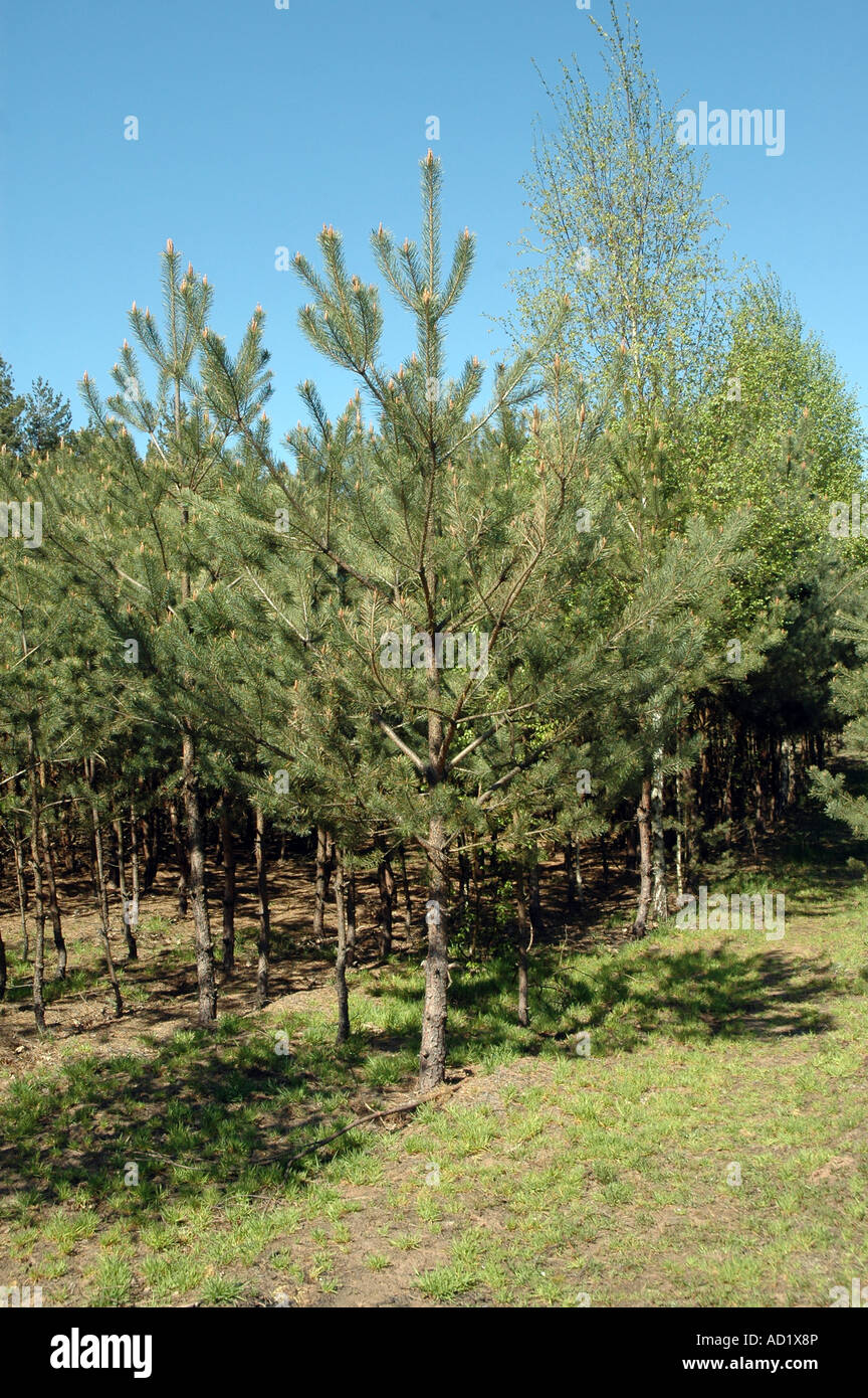 Young pine trees grove in Poland Stock Photo - Alamy