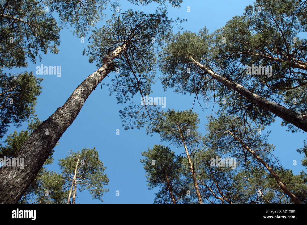 Pine-trees forest in Poland Stock Photo - Alamy