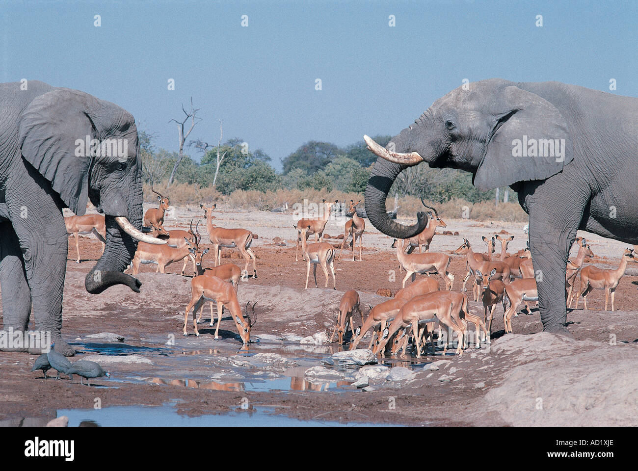 Two mature bull elephants sharing a waterhole with a herd of Impala ...