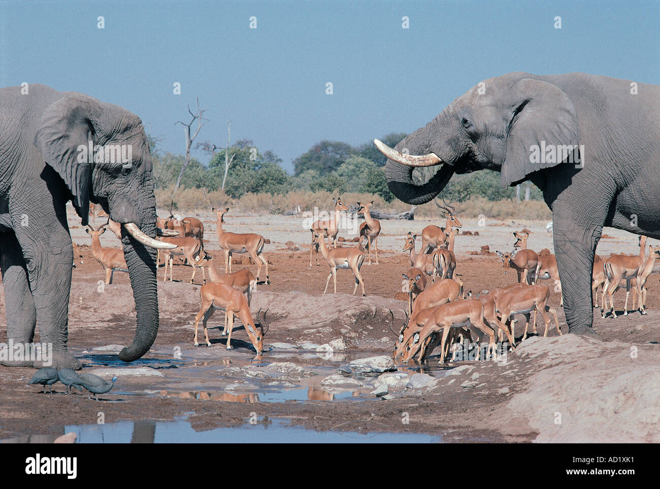 Two mature bull elephants sharing a waterhole with a herd of Impala ...