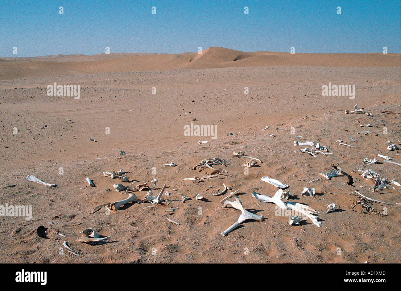Horses in harsh environment hi-res stock photography and images - Alamy