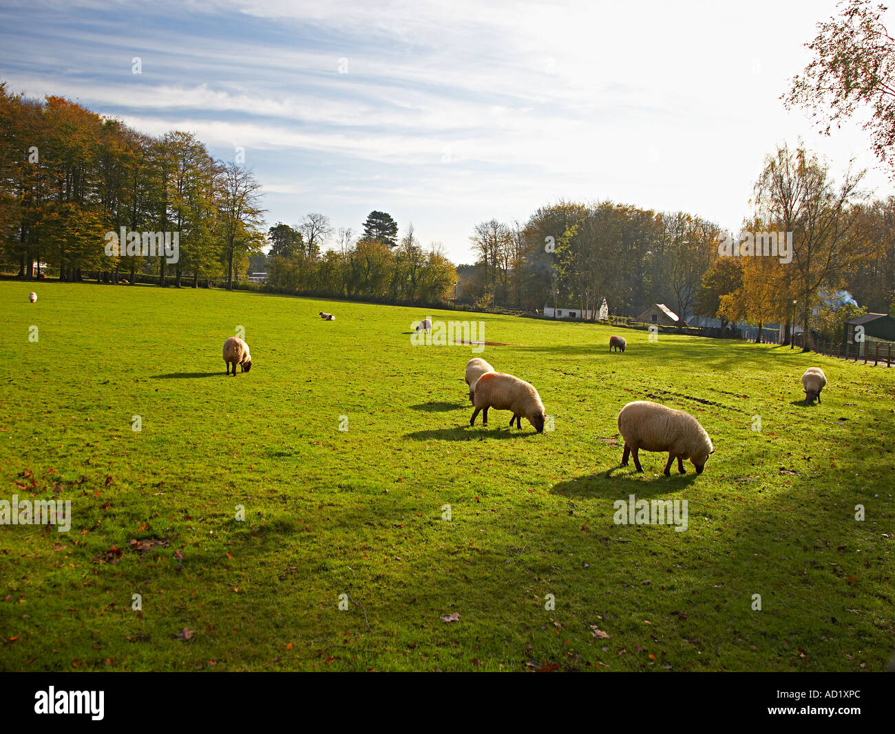 Sheep museum hi-res stock photography and images - Alamy
