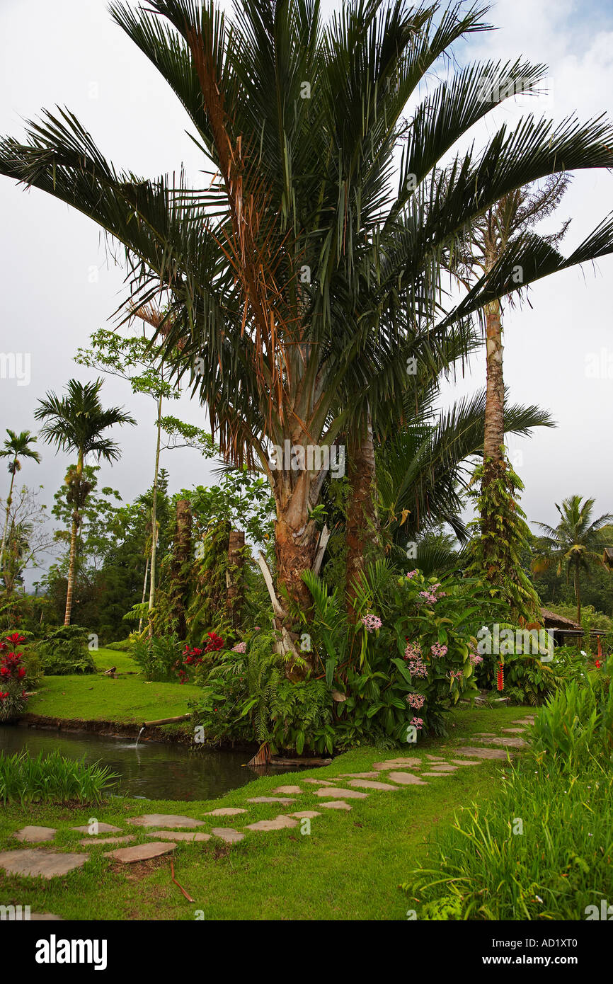 Sulawesi indonesia palm oil tree hi-res stock photography and images ...