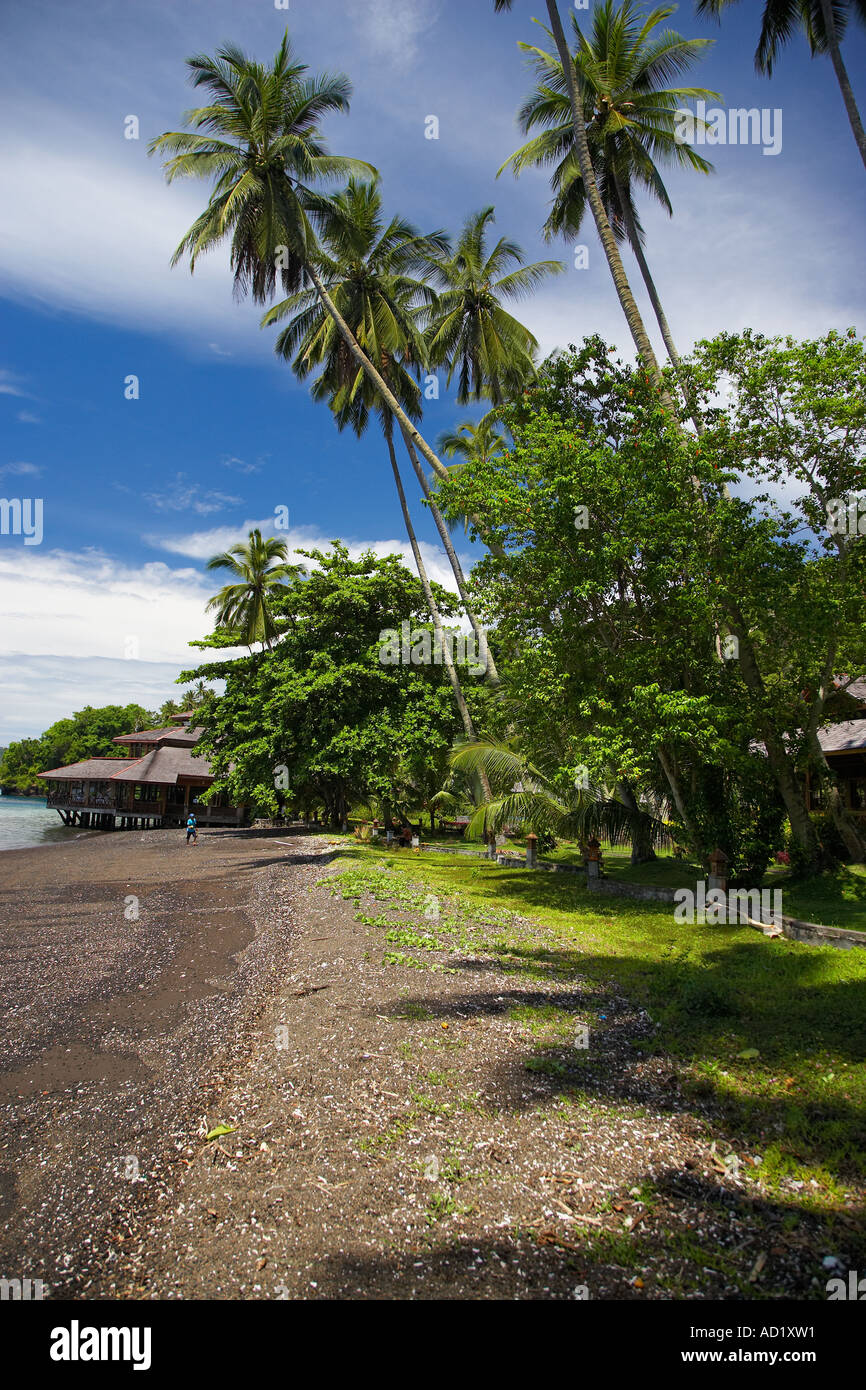 Palm Trees on the coast of Lembeh Straits, Sulawesi, Indonesia Stock ...