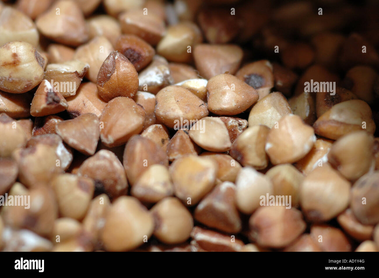 Buckwheat groats seeds Stock Photo - Alamy