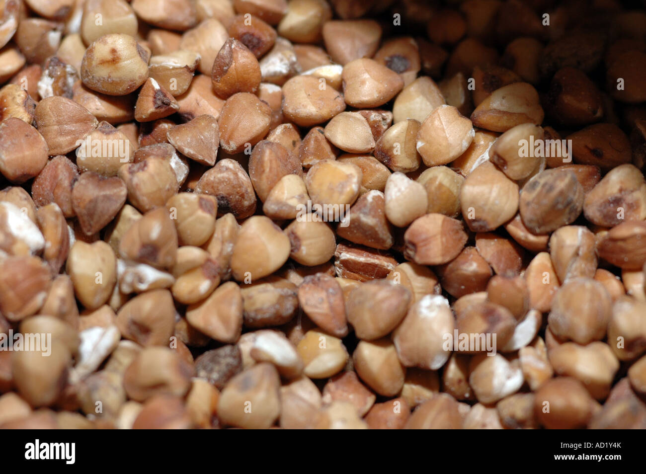 Buckwheat groats seeds Stock Photo - Alamy