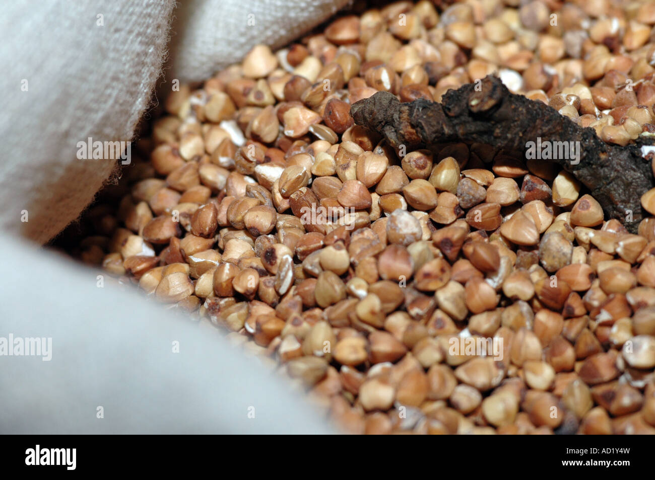 Buckwheat groats seeds Stock Photo - Alamy
