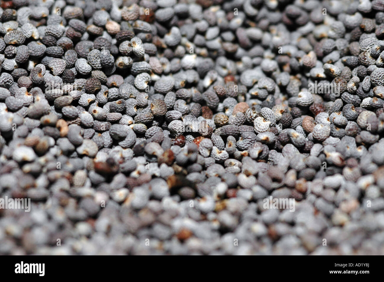Farming poppy seeds hi-res stock photography and images - Alamy