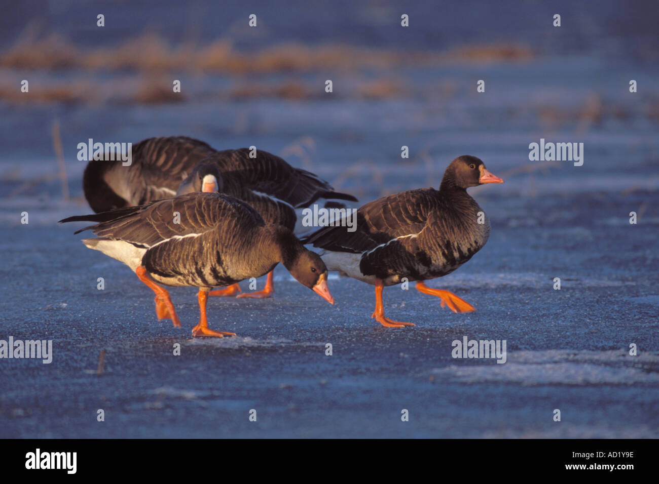 white fronted geese Anser albifrons walking on the frozen 1002 coastal ...