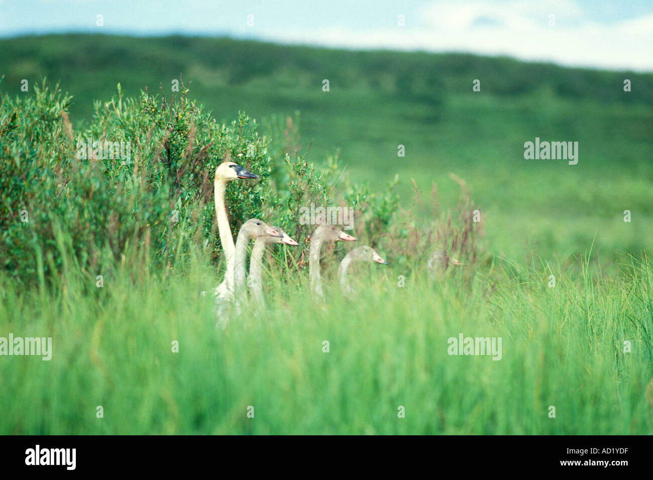 Tall slender birds hi-res stock photography and images - Alamy