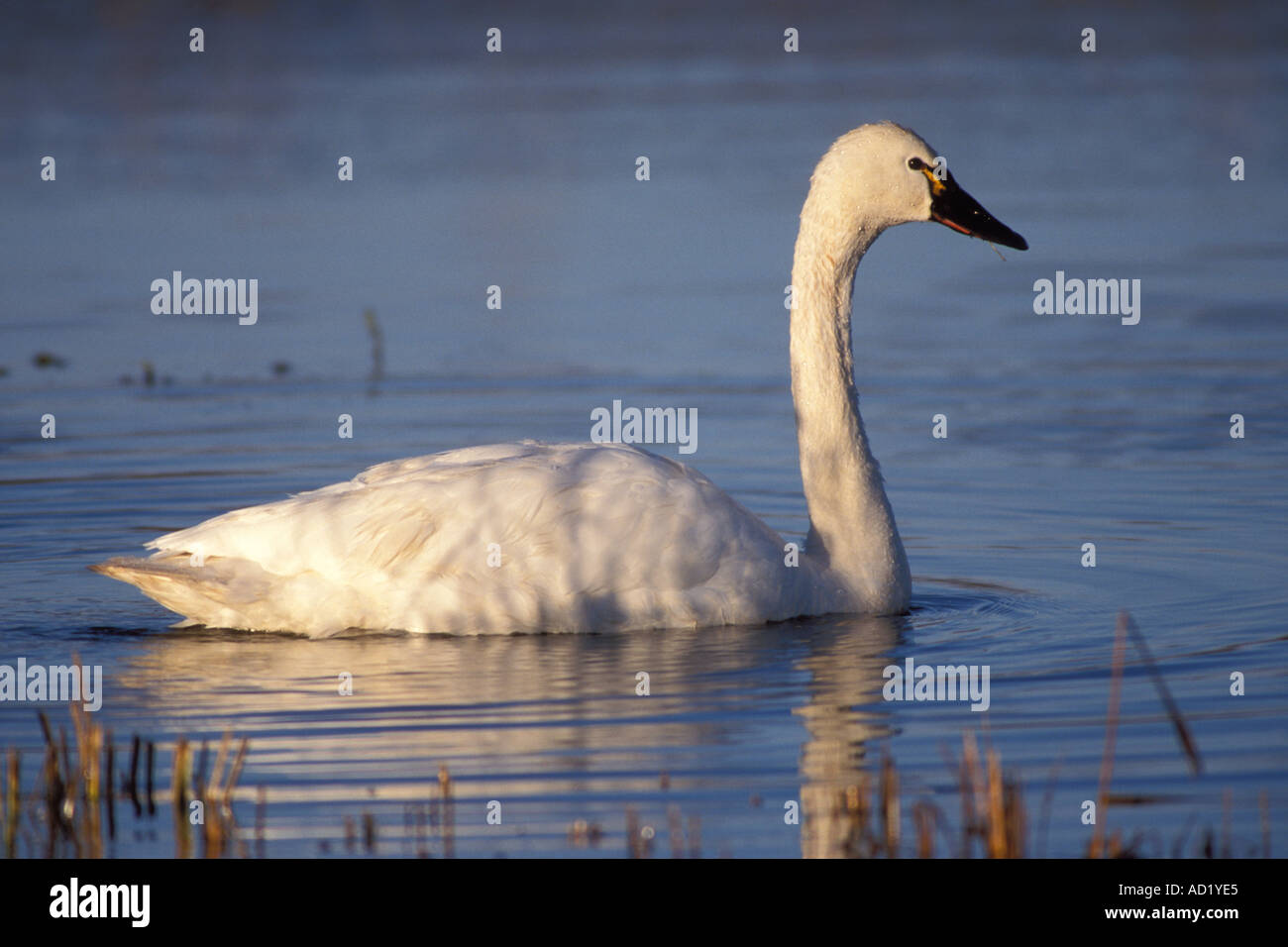 Adult adults mature swan swans animals animal hi-res stock photography ...