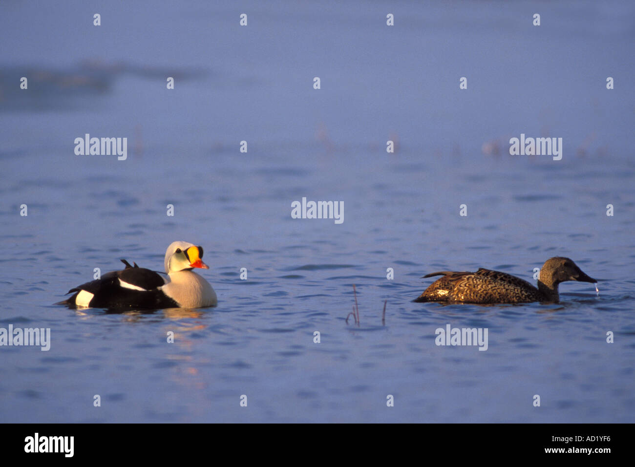 king eider ducks Somateria spectabilis swimming on a pond 1002 coastal ...