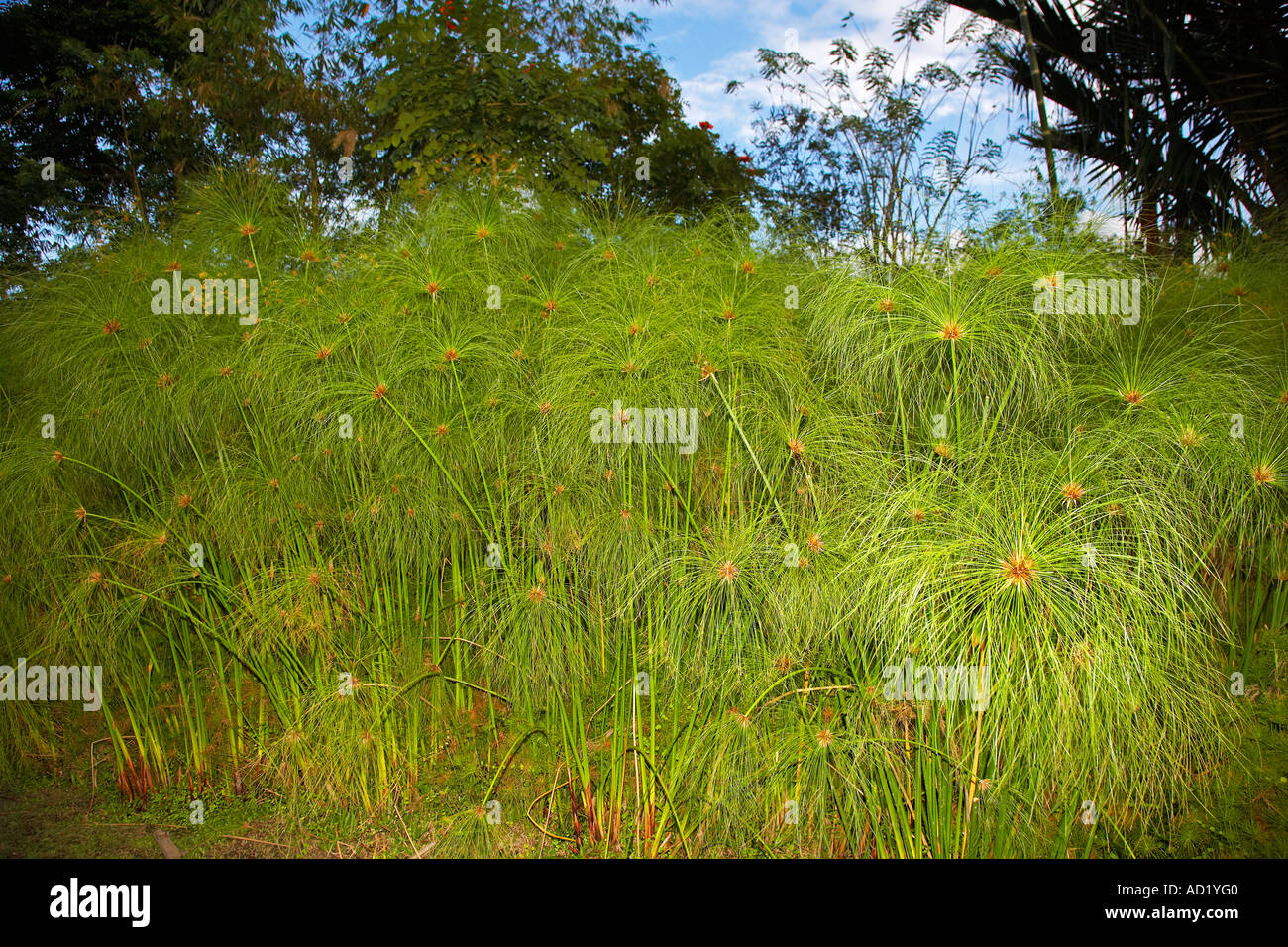 Tropical Grasses in Northern Sulawesi, Indonesia Stock Photo - Alamy