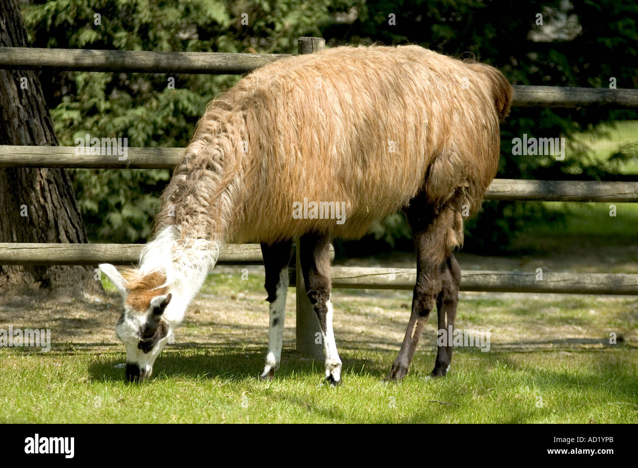 Lama verde hi-res stock photography and images - Alamy