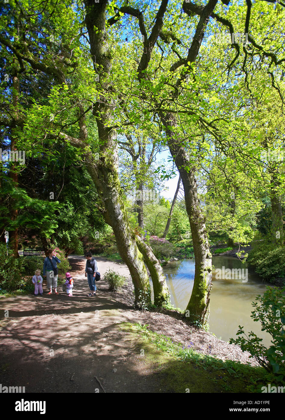 Clyne gardens swansea hi-res stock photography and images - Alamy