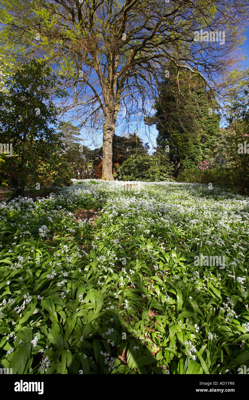Clyne Gardens, in the City of Swansea, Wales, UK Stock Photo - Alamy