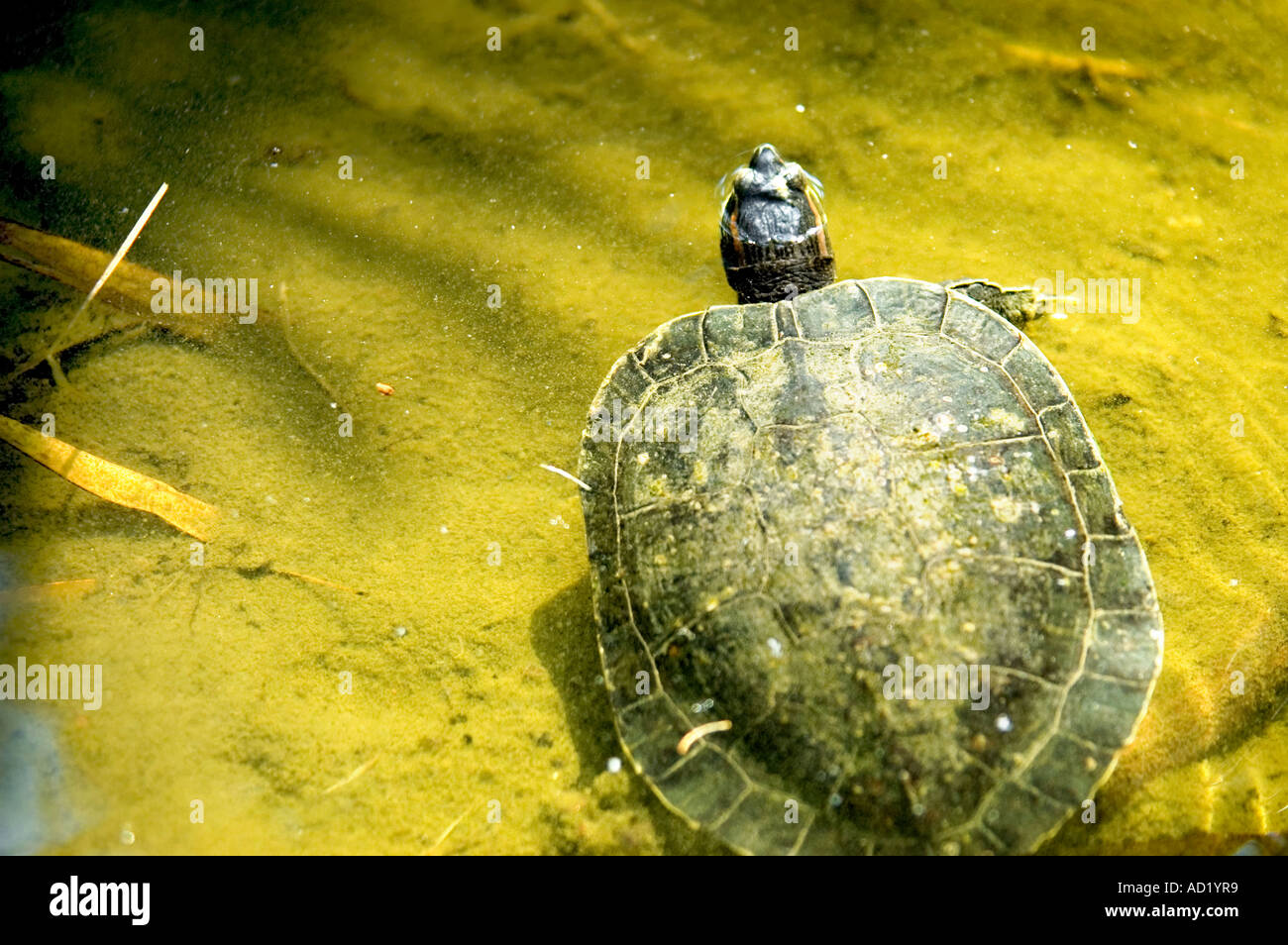 turtle in the water Stock Photo - Alamy