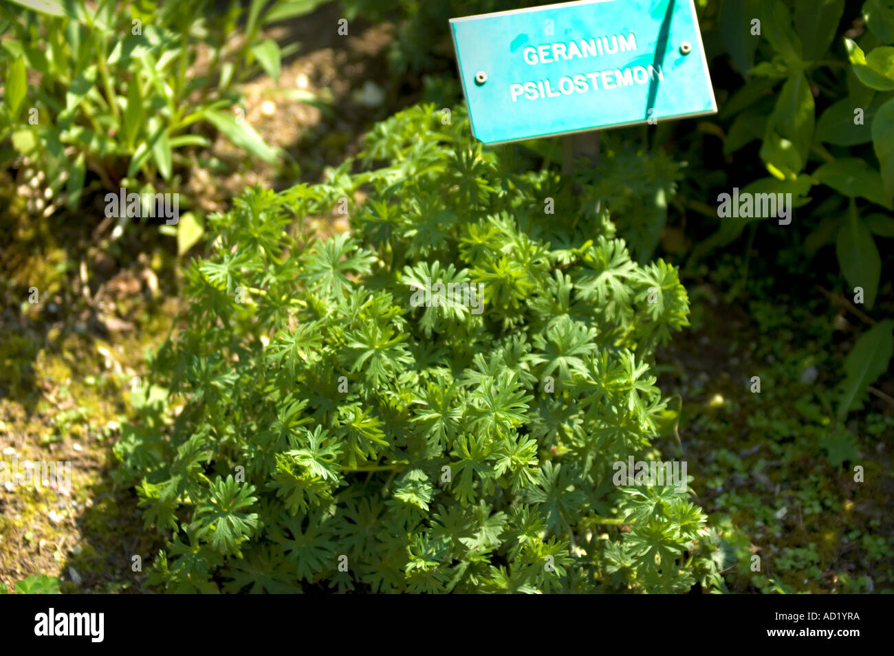 Lavandula spica lavender plant herb perfume hi-res stock photography ...