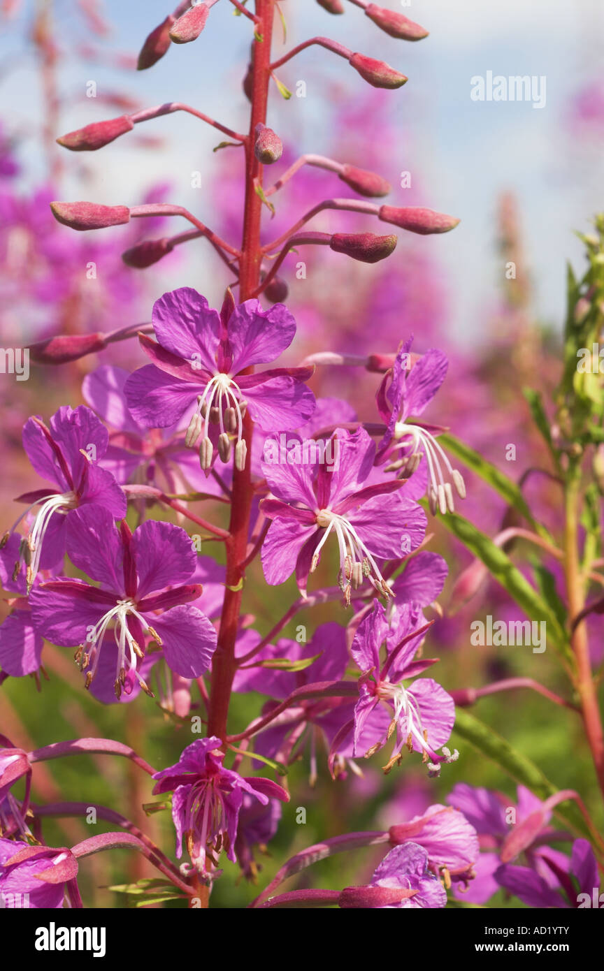 Rosebay willowherb hi-res stock photography and images - Alamy