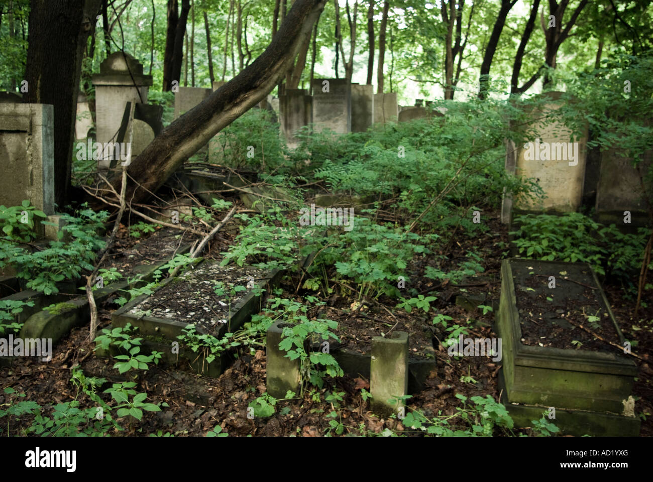 Trees and irregularly placed tombstones in an unkempt Jewish cemetery ...