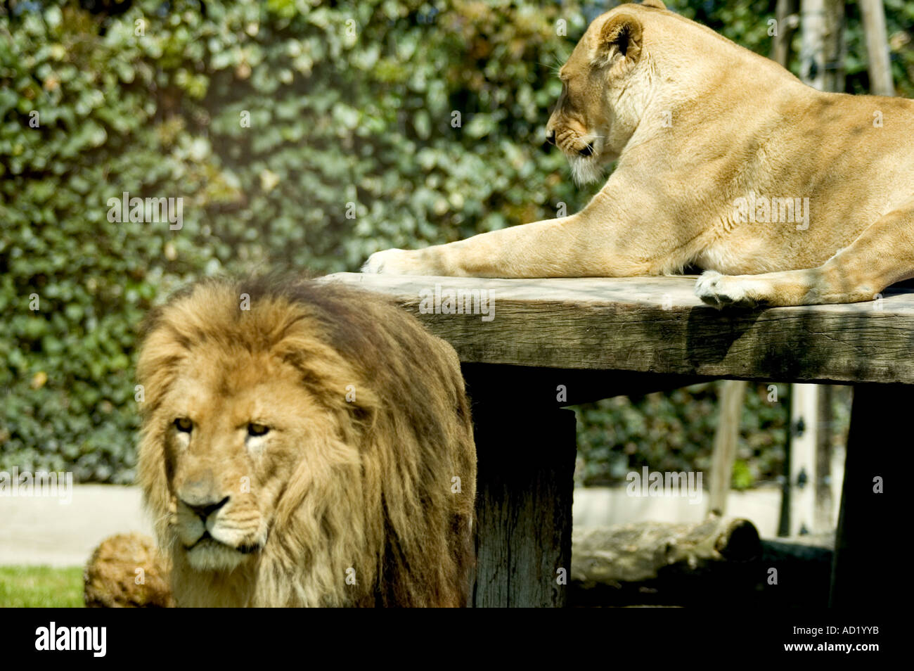 Lions grass enclosure zoo hi-res stock photography and images - Alamy