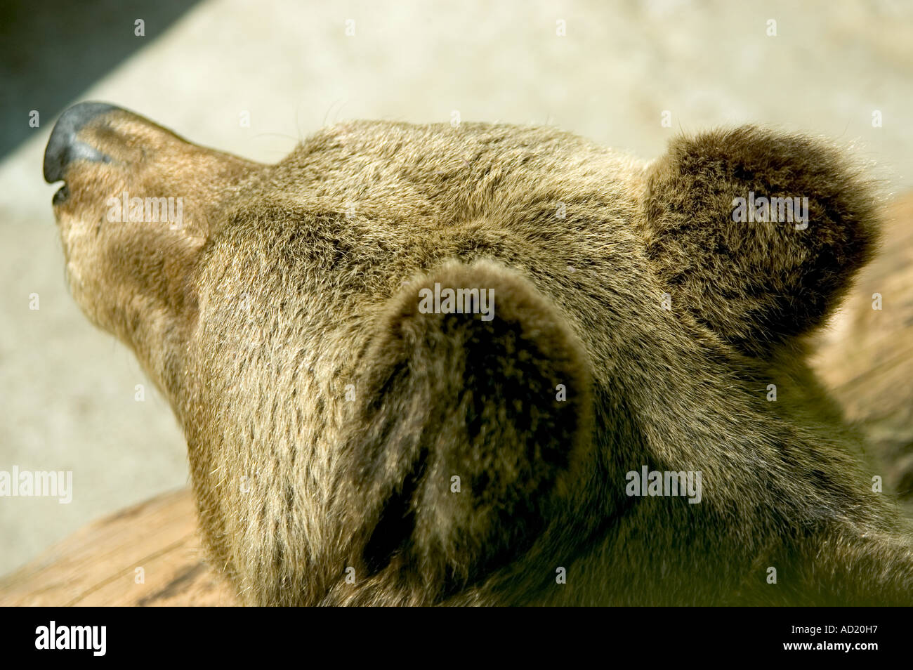 bear at lignano zoo punta verda - italy - europe Stock Photo - Alamy