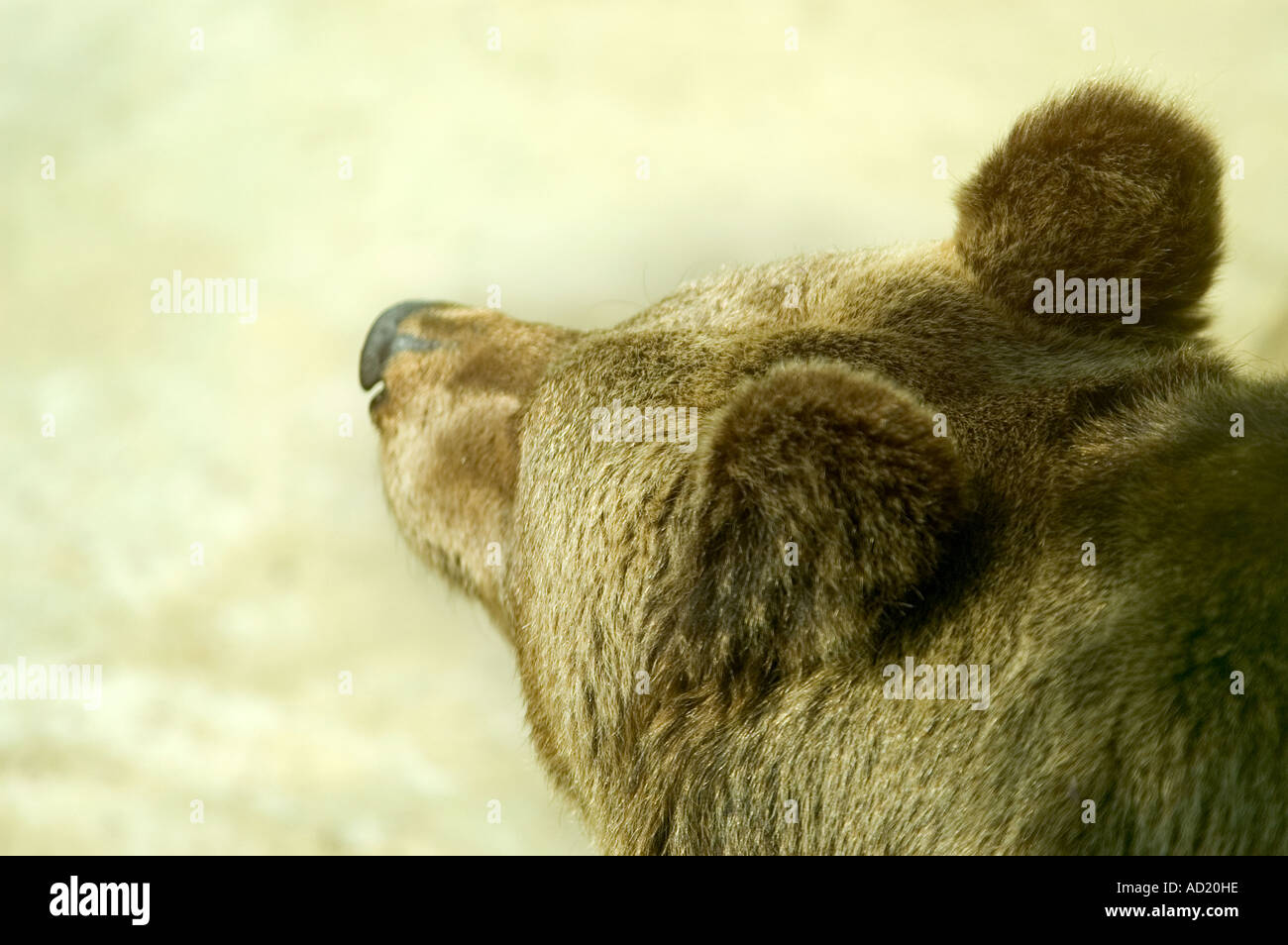 Lignano Zoo High Resolution Stock Photography and Images - Alamy