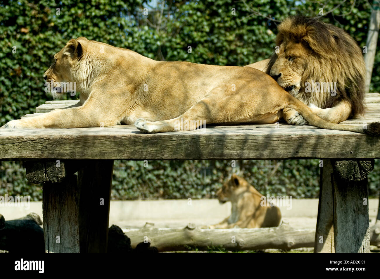lions behind a cage at lignano zoo punta verda - italy - europe Stock ...
