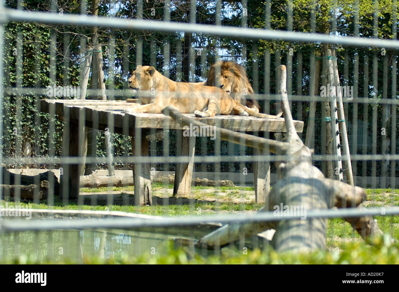 lions behind a cage at lignano zoo punta verda - italy - europe Stock ...