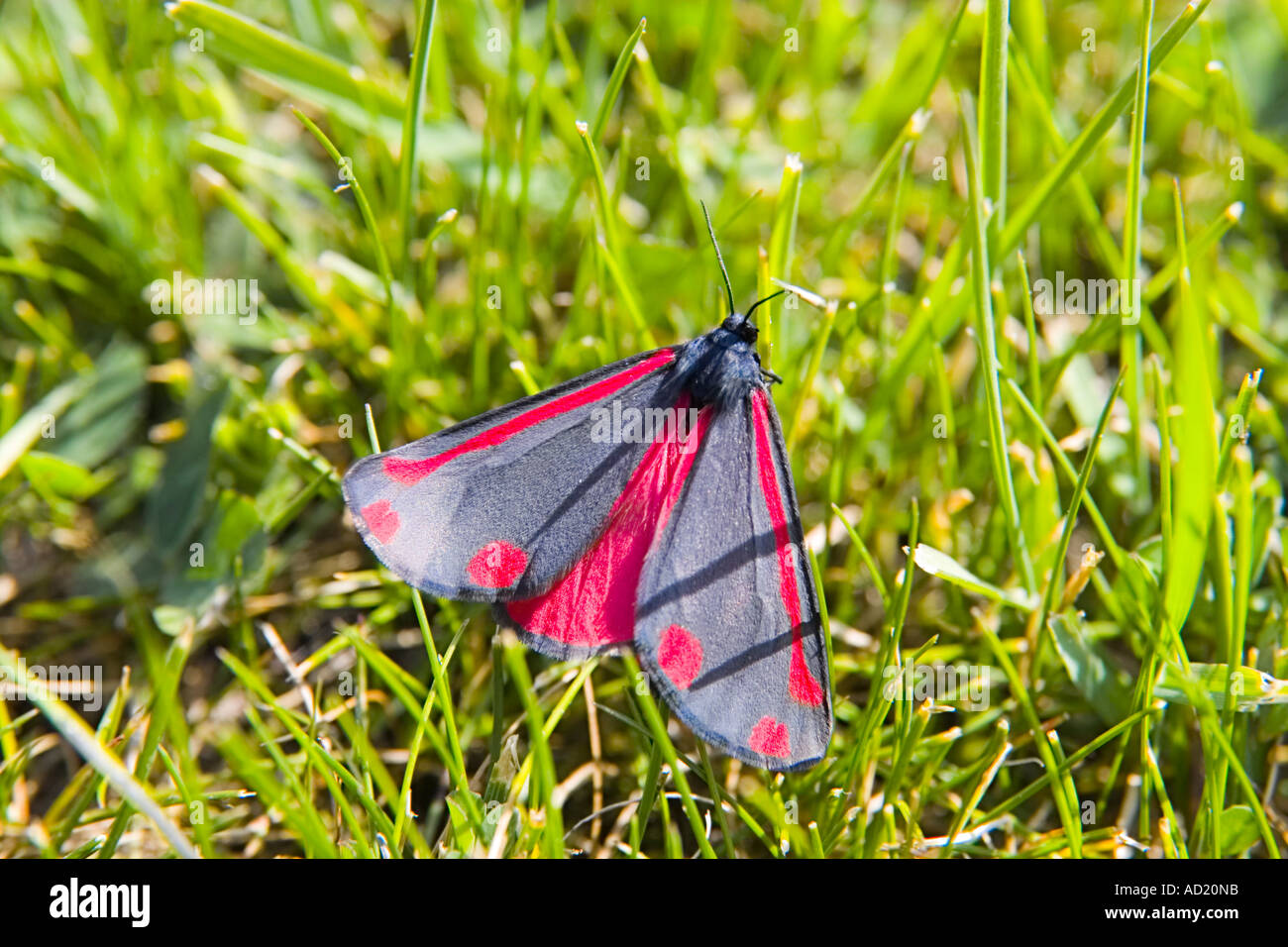 Cinnabar moth in North Yorkshire UK May Stock Photo - Alamy