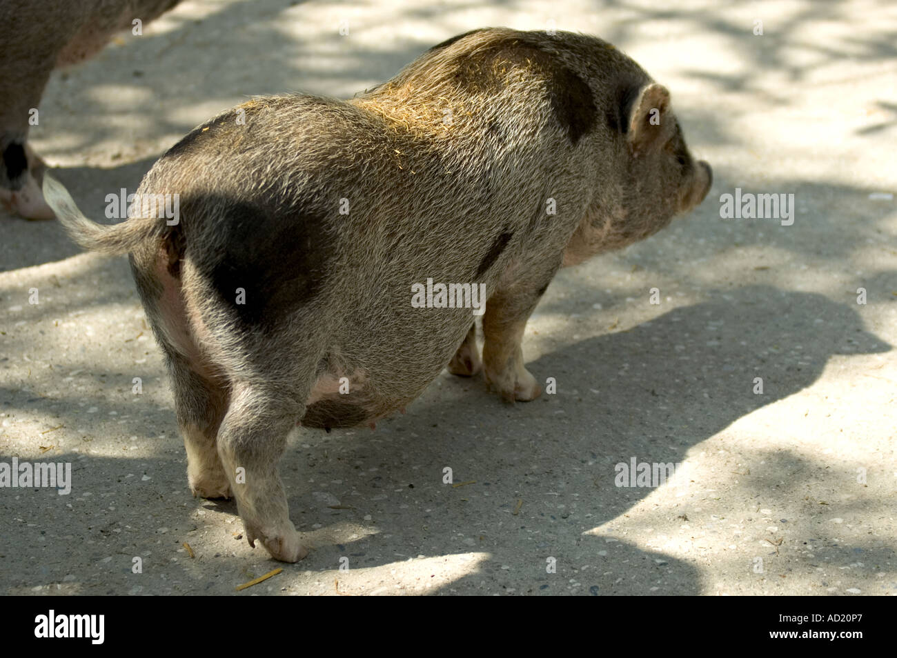 Wild pig animal italians italian italia europe eu animals hi-res stock ...