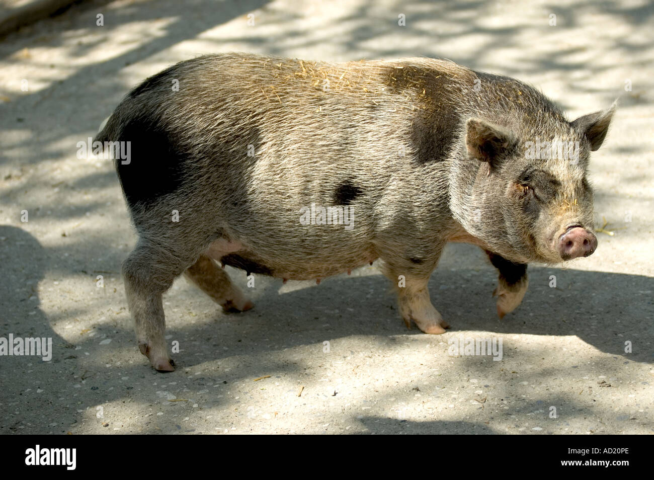 Wild pig animal italians italian italia europe eu animals hi-res stock ...