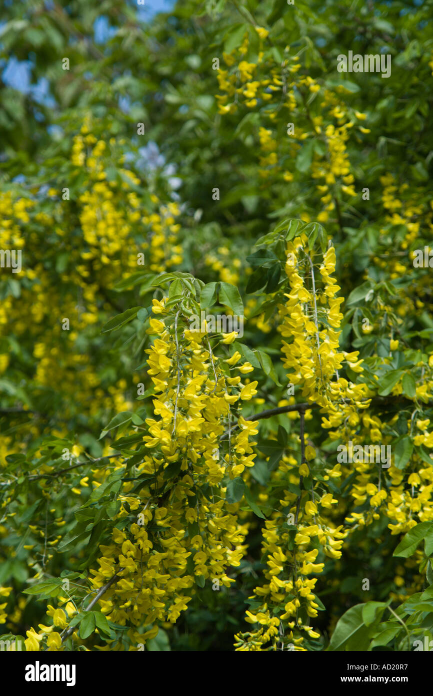 Laburnum pod hi-res stock photography and images - Alamy