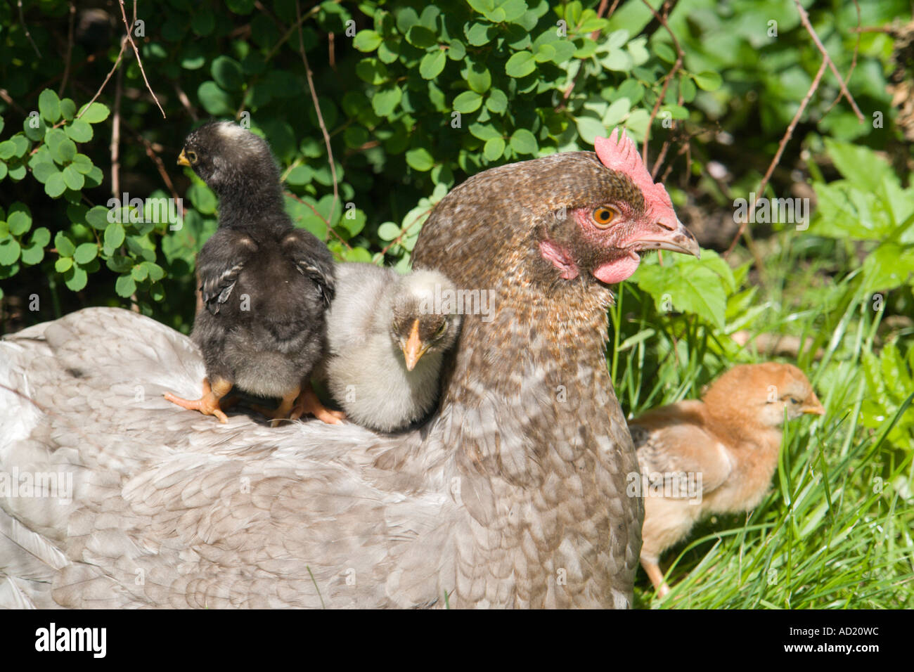Mother hen and chicks hi-res stock photography and images - Alamy