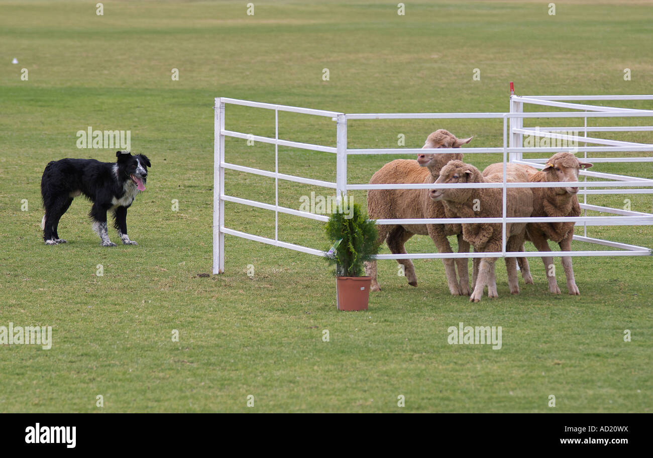 Rounding up sheep hi-res stock photography and images - Alamy