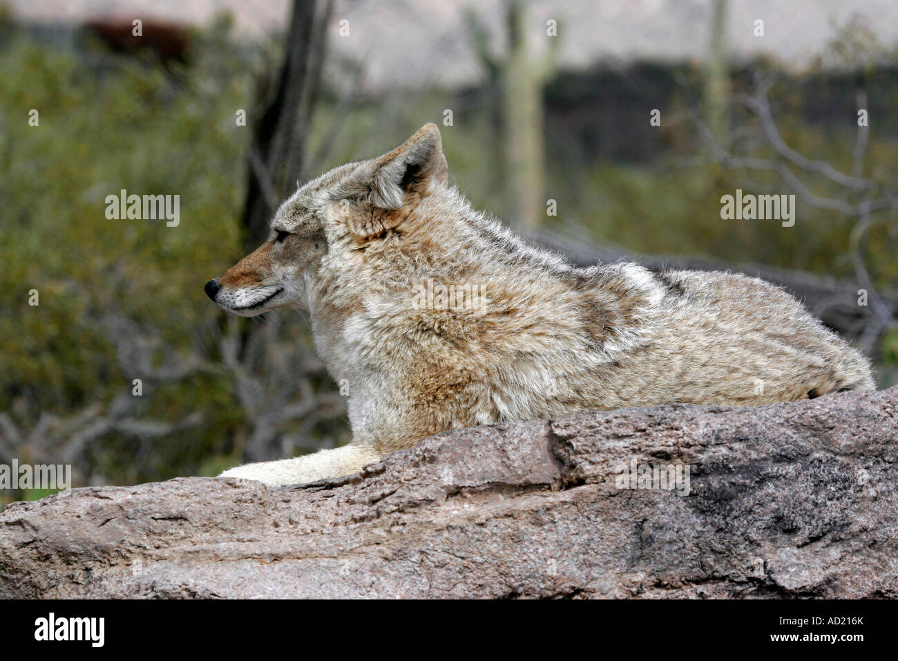 Arizona coyote animal hi-res stock photography and images - Alamy