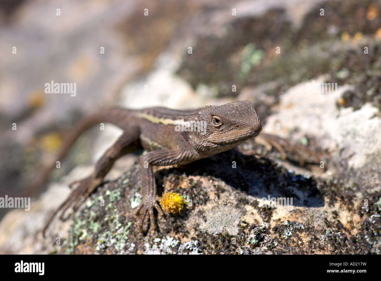 a nobbi or jacky dragon lizard sitting on a lichen and moss covered ...