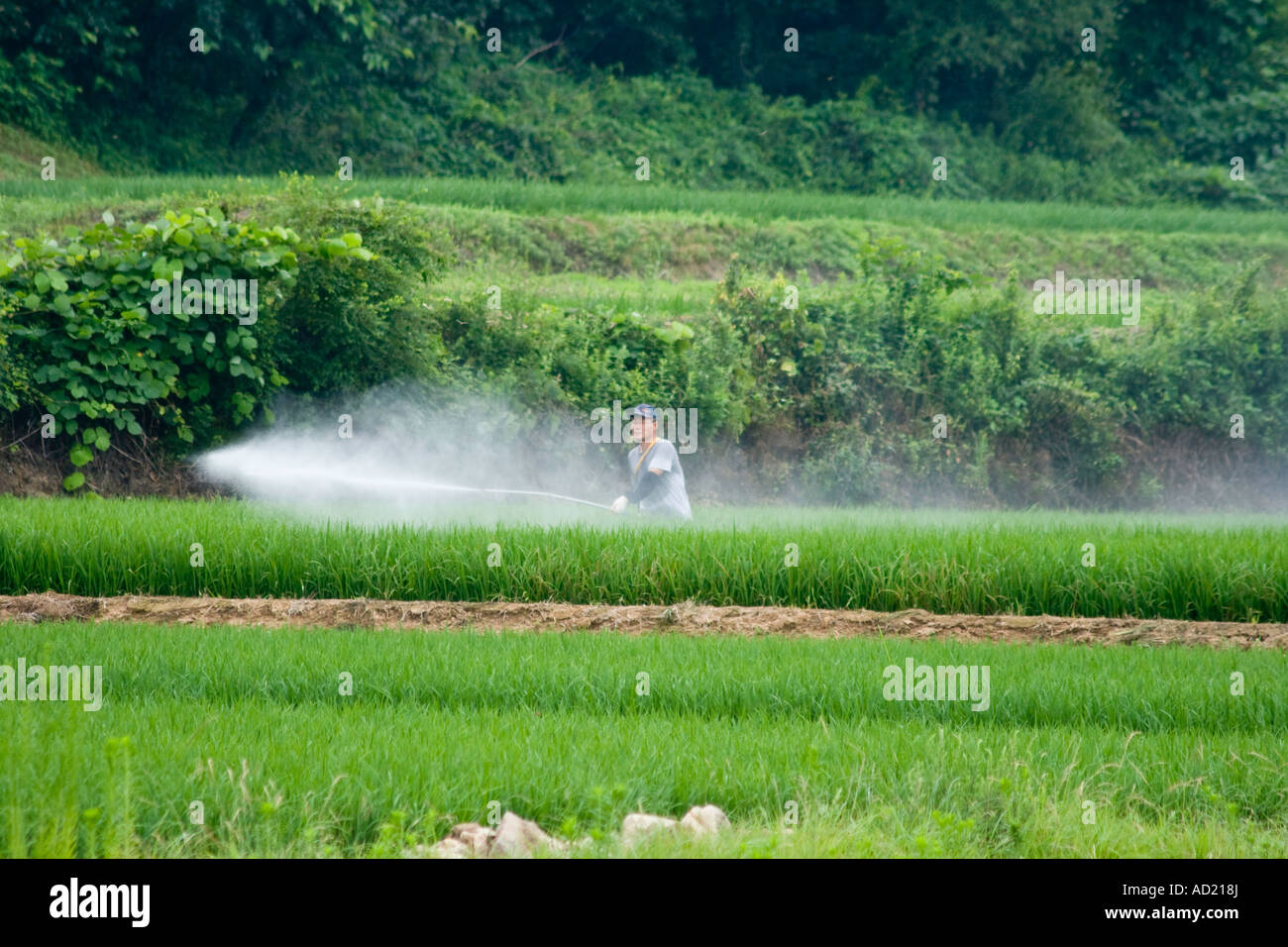 Unprotected Korean Farmer Sprays Insecticide on Rice Field Sokcho South ...
