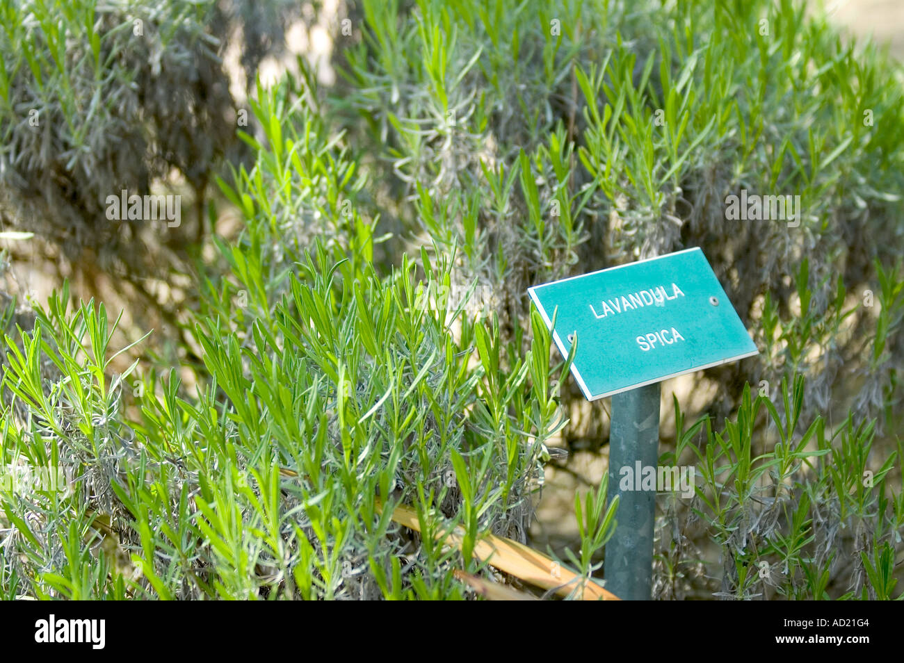 Lavandula spica lavender plant herb perfume hi-res stock photography ...