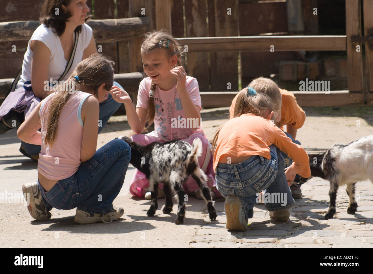 Budapest Zoo children s petting zoo with farmyard animals Stock Photo ...