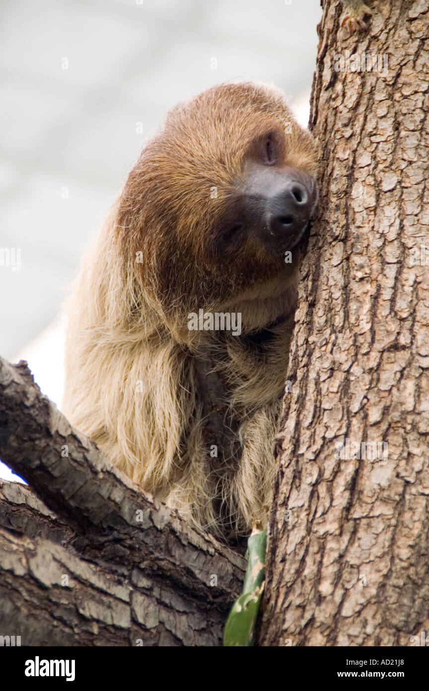 Sloth endangered species hi-res stock photography and images - Alamy