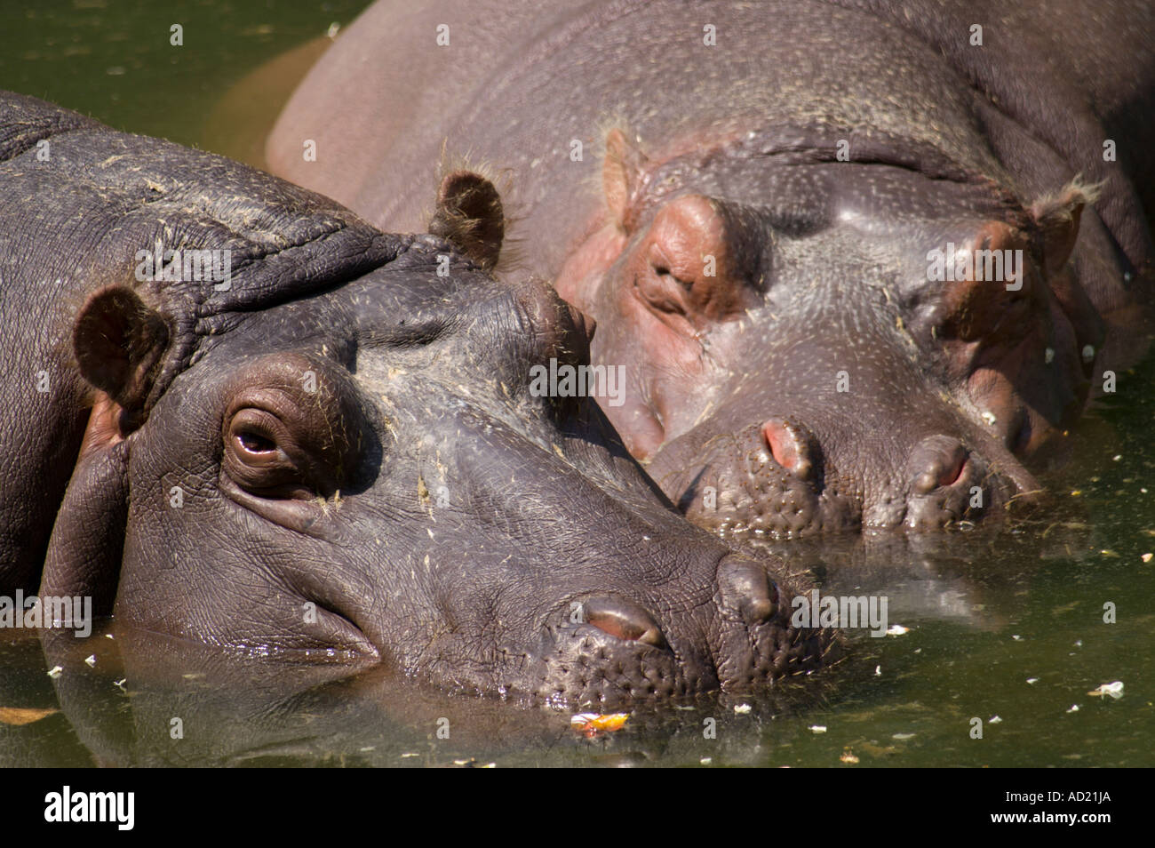 Hippos city zoo hi-res stock photography and images - Alamy