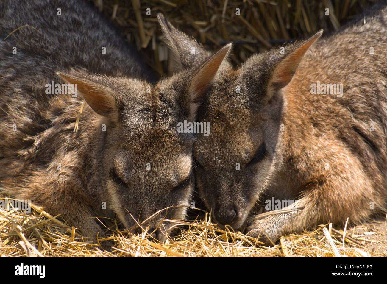 Wallabies hi-res stock photography and images - Alamy