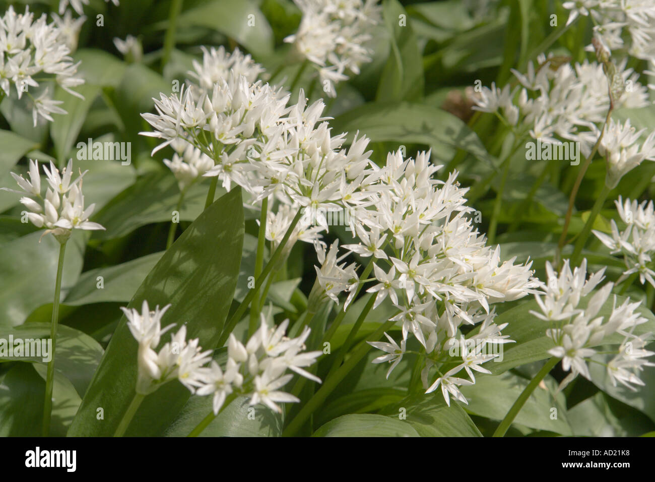 Scottish wild garlic hi-res stock photography and images - Alamy