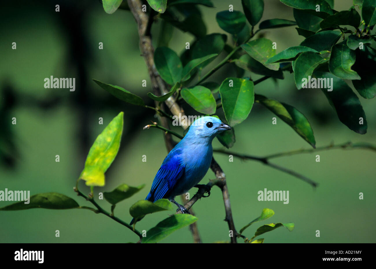 Blue gray Tanager Thraupis episcopus Trindad and Tobago Stock Photo - Alamy